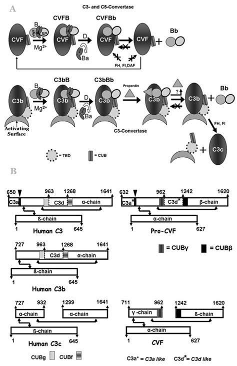 The Crystal Structure Of Cobra Venom Factor A Co Factor For C3 And C5 Convertase Cvfbb Pmc