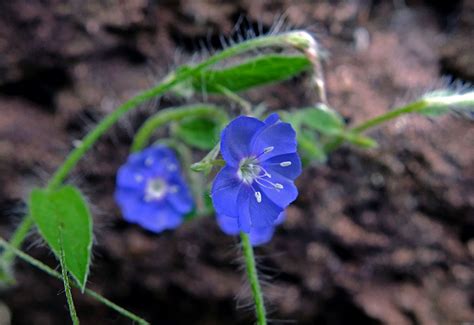 Evolvulus Alsinoides Convolvulaceae