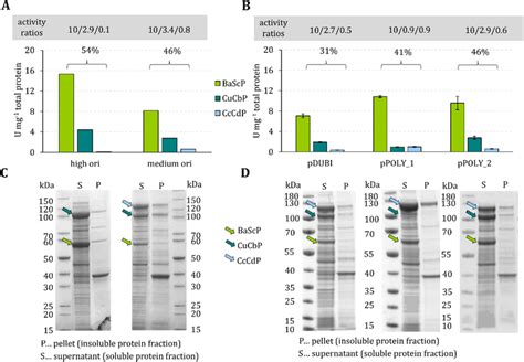 Expression Performance Of Two Plasmid A C And Single Plasmid B Download Scientific Diagram