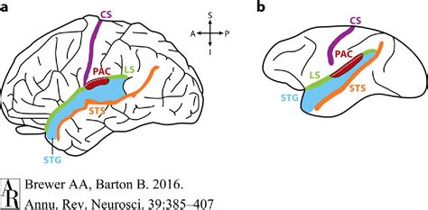 Figure 1 From Maps Of The Auditory Cortex Semantic Scholar