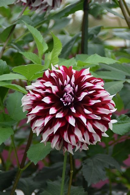 달리아 꽃 정원 식물 Pixabay의 무료 사진 Pixabay