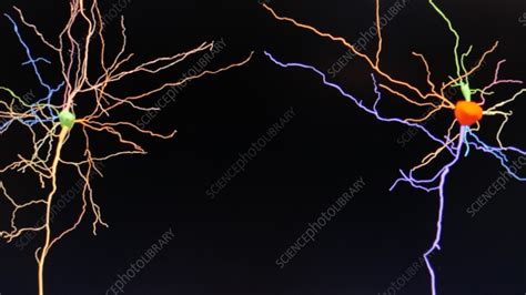 Prefrontal Cortex Cells From Rat Brains Stock Image C0610060 Science Photo Library