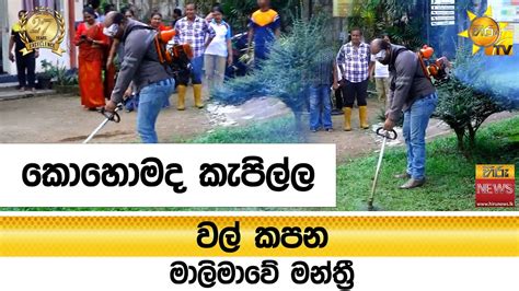 වල් කපන මාලිමාවේ මන්ත්‍රී කොහොමද කැපිල්ල Hiru News Youtube