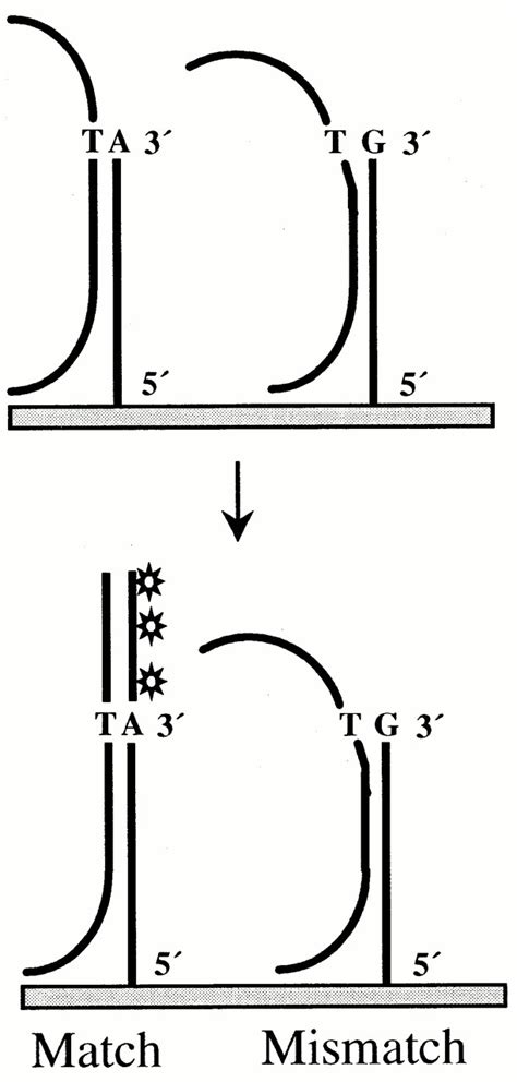 Principle Of Allele Specific Primer Elongation On Microarrays
