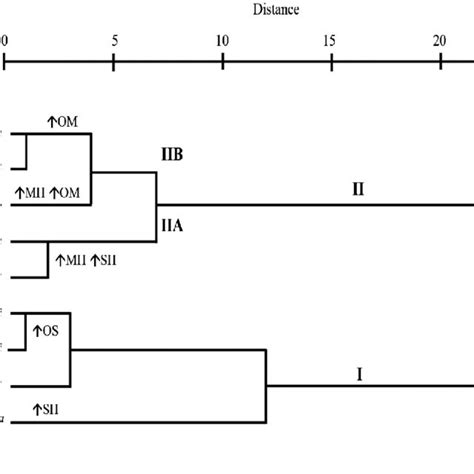 a dendrogram obtained from the cluster analysis based on essential oil