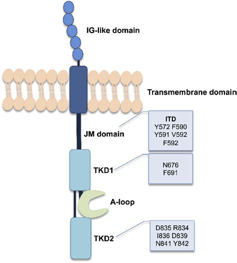 Flt3 Structure And Common Flt3 Mutations 142 Notes Data From The