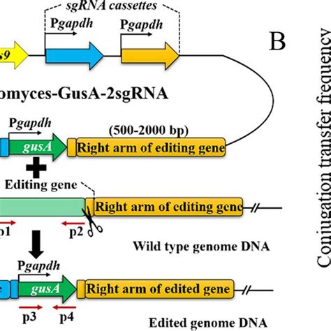 Chromogenic Screening Of The Recombinant E Coli And The N Download Scientific Diagram