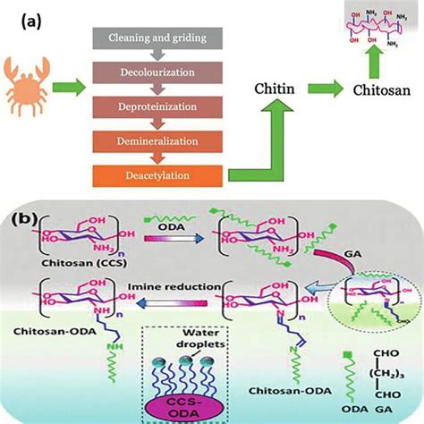 Crab Shells Are Processed To Obtain Chitosan Powder For The Fabrication Download Scientific