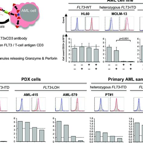 Pdf Tyrosine Kinase Inhibition Increases The Cell Surface Localization Of Flt3 Itd And