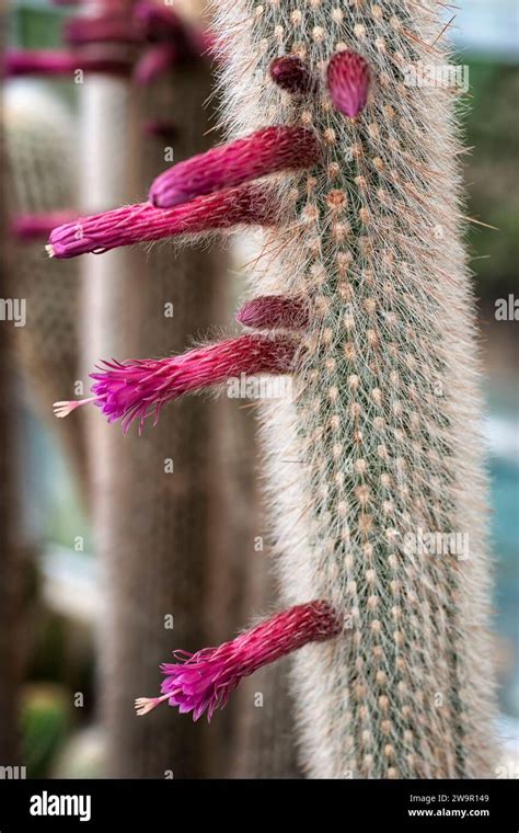 Cleistocactus Strausii Cactaceae Ornamental Succulent Plant Rare
