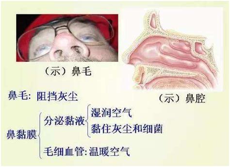鼻毛有什么用 凤凰网