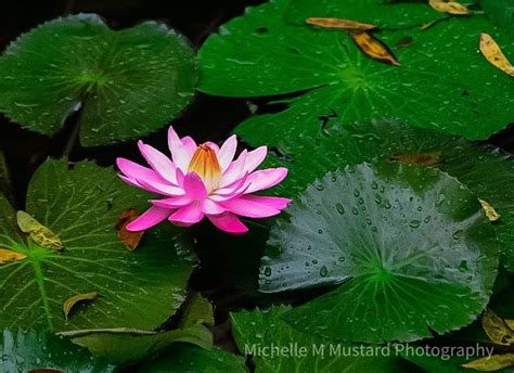 The Simplicity And Beauty Of A Lily Pad And Its Flower Spring Park