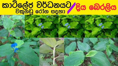 දණහිසේ කාටිලේජ වර්ධනයට හා වකුගඩු රෝග සදහා ගුණදායක දිය බෙරලිය Whiskered Commelina Youtube
