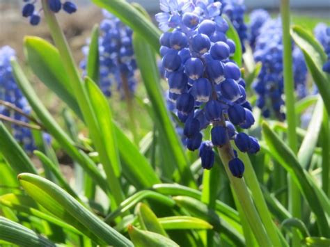 ムスカリの育て方花後の手入れと葉が伸びすぎるのを防ぐコツ ラクして楽しむガーデニング