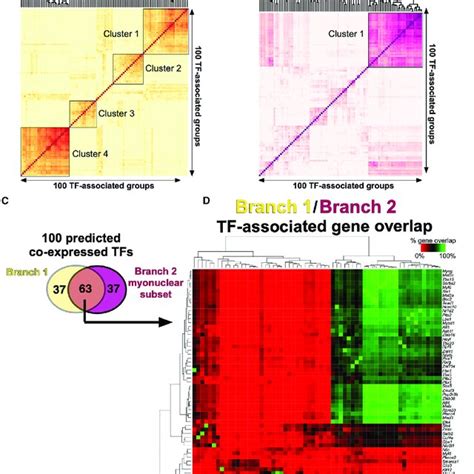 Pseudotime Trajectory Of Myogenic Differentiation In Young And Aged Download Scientific Diagram