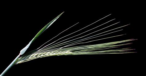 Two Rowed Barley Ripens In Field Photograph By Michaela Rehle Fine Art America