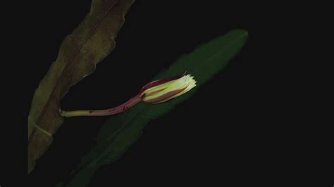 The Life Cycle Of Kadupul Flower Time Lapse Y Flickr