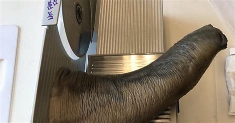 A Whale Penis On A Deli Slicer Album On Imgur