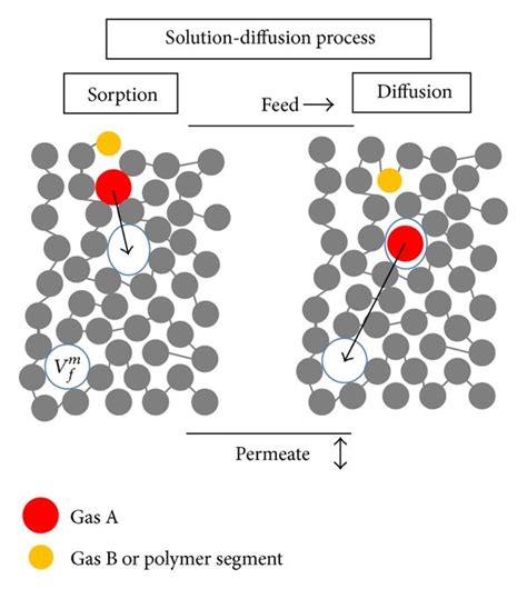 A Schematic Representation Of The Solution Diffusion Process Of A Download Scientific Diagram
