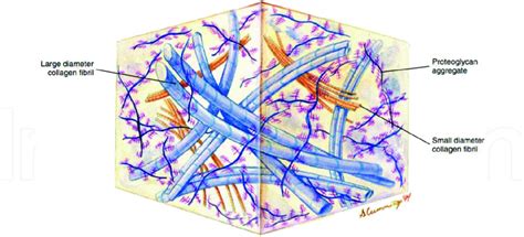 The Extracellular Matrix Of Hyaline Cartilage Found In Abundant Download Scientific Diagram