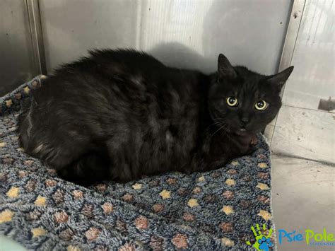 Garfild Schronisko Psie Pole