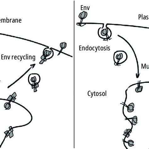Env Recycling From The Endocytic Compartments In A Model Based On Hela