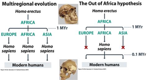 Multiregional Hypothesis