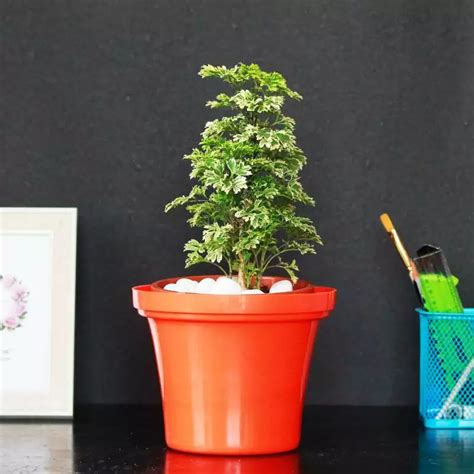 Table Top Budget Combo Plantxo