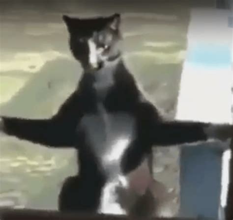 Psbattle A Cat Asserting Dominance Rphotoshopbattles