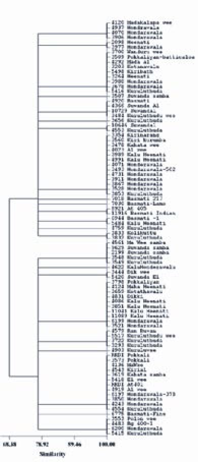 Dendrogram Showing Similarities Among Fragrant And Non Fragrant Rice