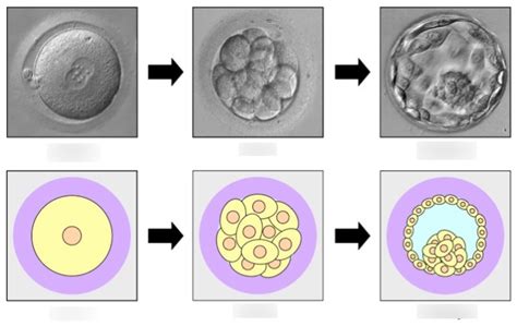 Early Embryo Development Diagram Quizlet