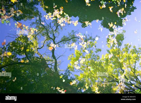 Reflection Of Tree Branches In A Lake Stock Photo Alamy
