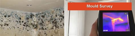 Mould Investigation London Based Surveyors Book Online
