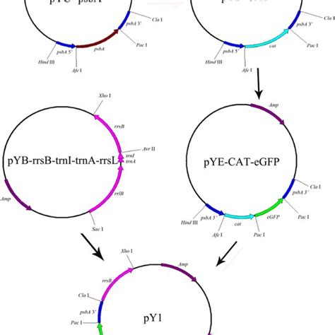 Western Blot Of Egfp Expression Anti Egfp Antibody Was Used For