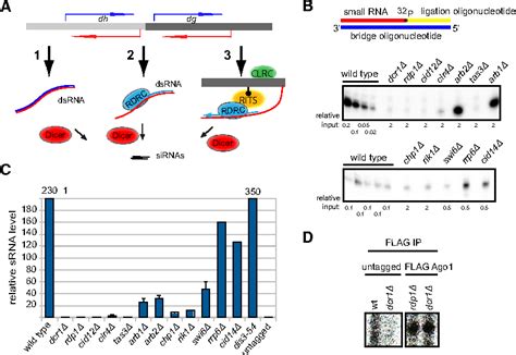 Figure 1 From Dicer Independent Primal Rnas Trigger Rnai And