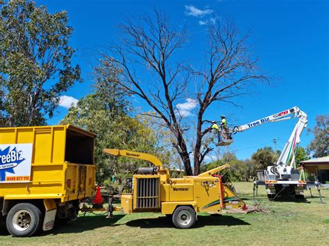 Tree Removals In Toowoomba TreeBiz Tree Services