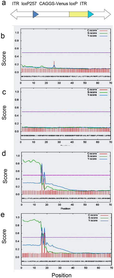 In Silico Prediction Of Signal Peptides A Design Of Transposons The