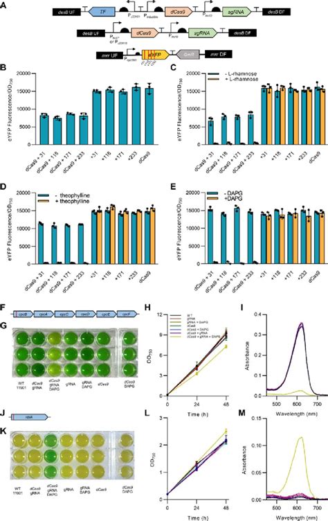 Inducible Crispr Interference Crispri For Conditional Knockdown Of Gene Download Scientific