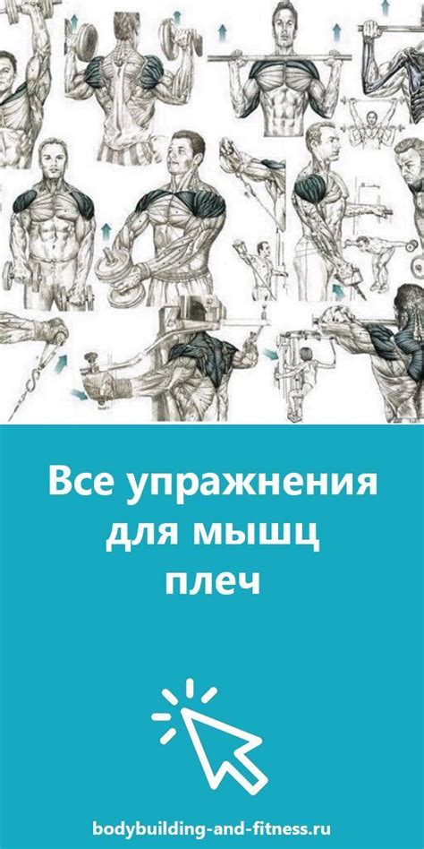 Упражнения на плечи техника и рекомендации по тренировкам дельтовидных