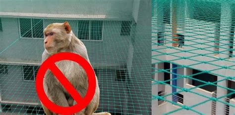 Monkey Safety Nets In Pune Call 9036444556 For Pets Nets Fixing