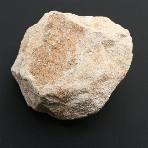 Fossilized Dinosaur Teeth And Fossilized Shark Tooth In Matrix Ebth