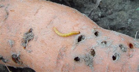 Wireworms In The Garden