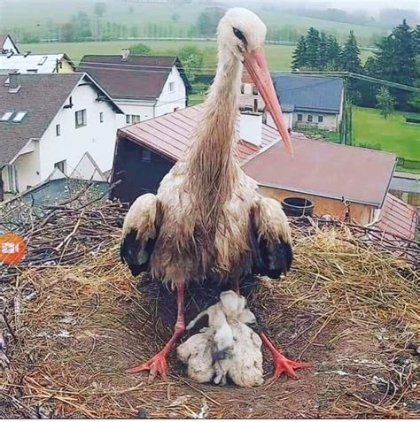 Први пут с оцем On Linkedin Усамљени тата рода остао је сам са четири мале рода након што је