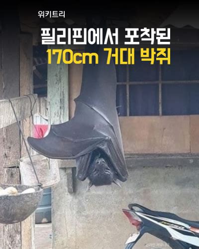 필리핀에서 포착된 170cm 거대 박쥐 네이버 포스트