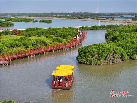 多彩栖息地：守护红树林打造亮丽生态名片 广东省国土空间生态修复协会
