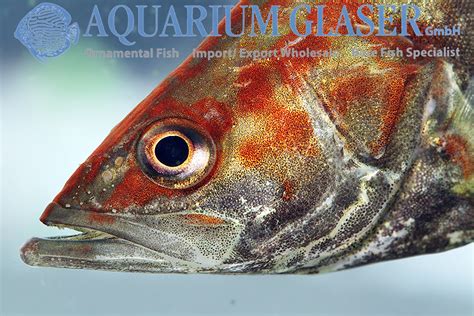 Siniperca Chuatsi Aquarium Glaser Gmbh