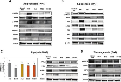 Effects Of Pf On The Adipogenesis A Lipogenesis B And Lipolysis