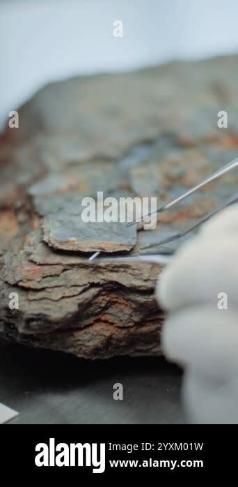 Vertical Shot Of Archaeologist In Gloves Cleaning Fossil Using Professional Tools Scientist