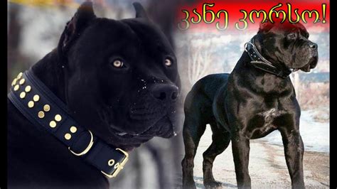 კანე კორსო ამ ძაღლთან ხუმრობა არ ღირს ინტელექტი დახვეწილობა აგრესიულობა Cane Corso кане
