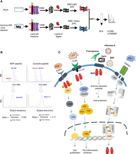 Frontiers Role Of Lipid Rafts In Pathogen Host Interaction A Mini Review